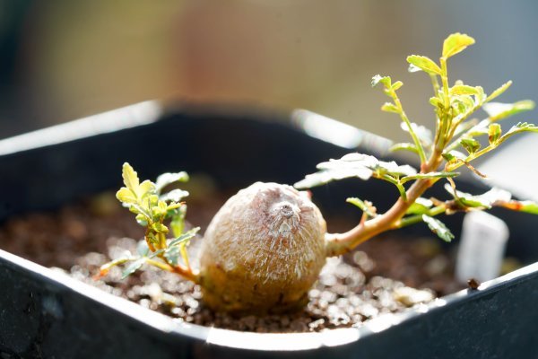 ブルセラ アプテラ Bursera aptera 灌木 丸い根挿し株 発根済み コーデックス 塊根植物(サボテン)｜売買されたオークション情報 ...