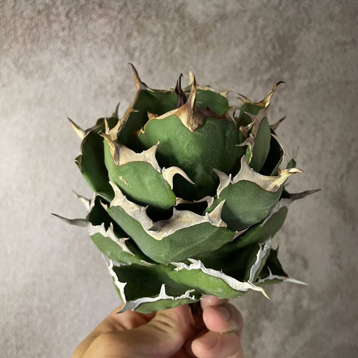 32 Agave titanota Persian dwarf アガベ チタノタ ペルシアンドワーフ(アガベ)｜売買されたオークション情報 ...
