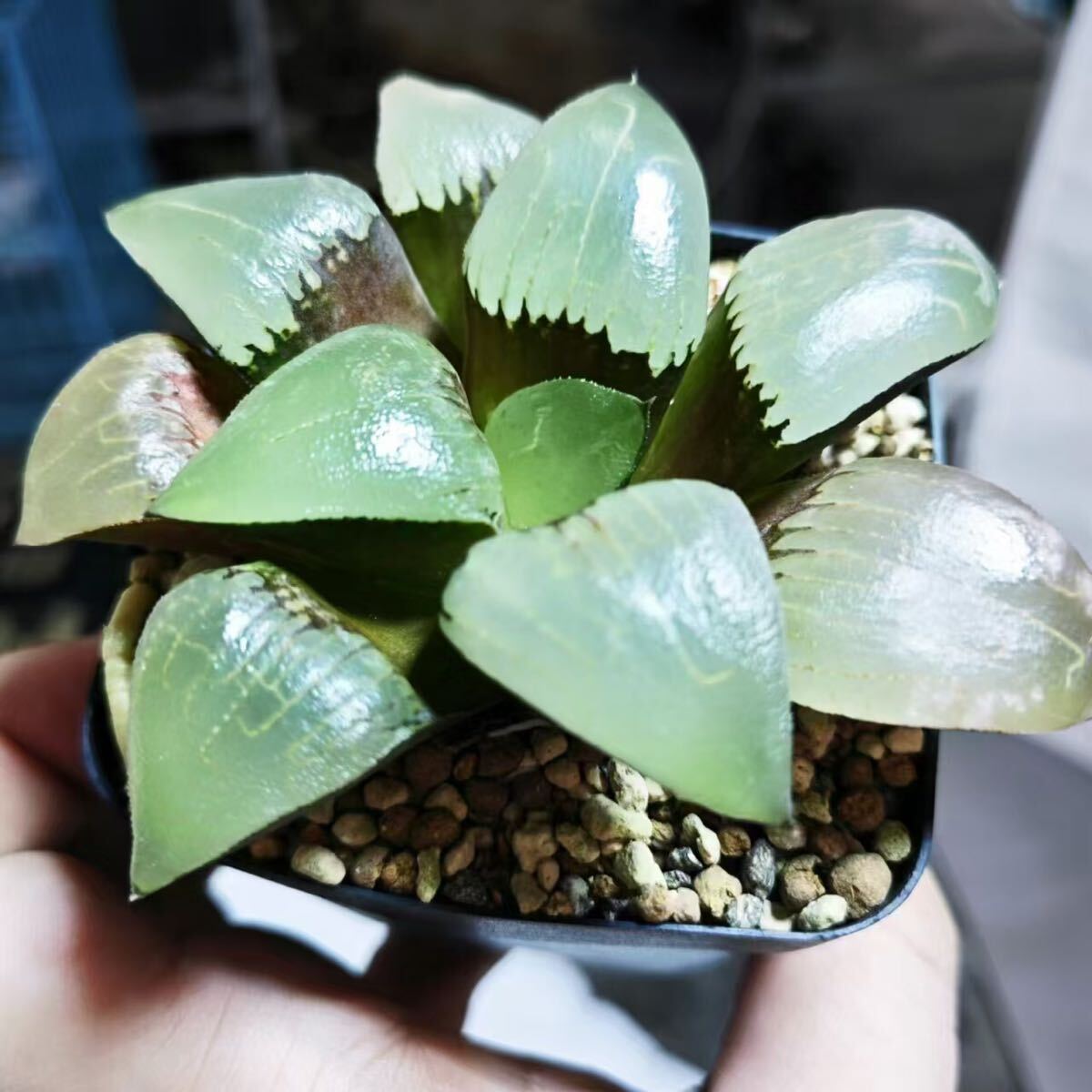 Fareal 207 ハオルチア 大明宮(サボテン)｜売買されたオークション情報、yahooの商品情報をアーカイブ公開 - オークファン ...