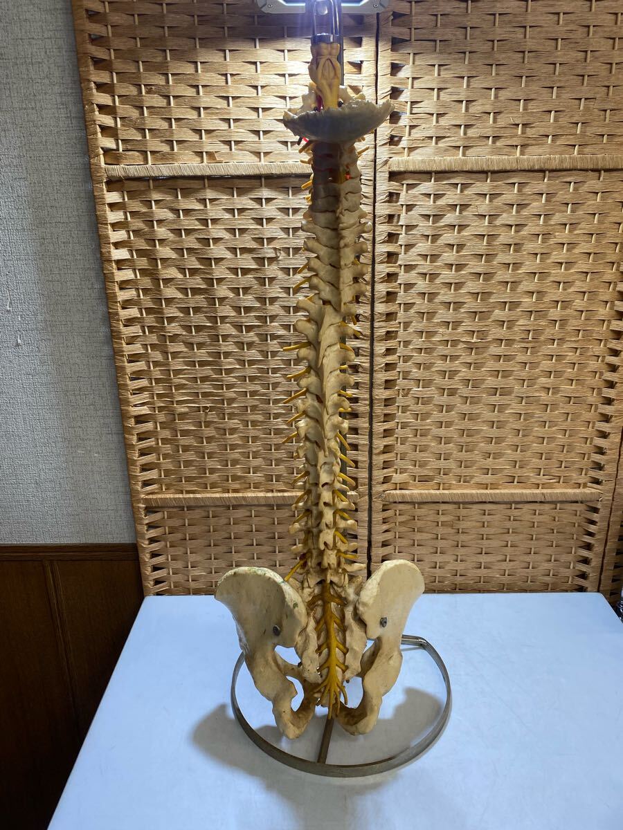 53730 自宅保管品 脊柱模型 人体模型 人体標本 骨格模型 脊髄 背骨(科学、自然)｜売買されたオークション情報、yahooの商品情報を ...