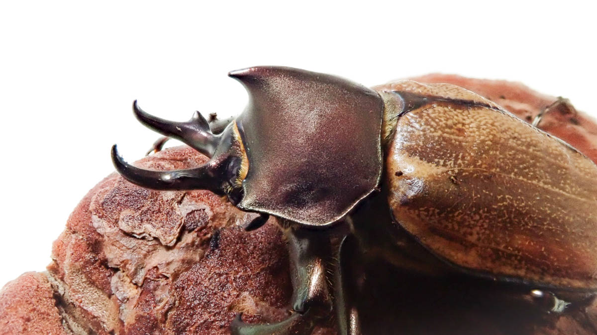 Agaocephala margaridae マルガリータヒナカブト ♂45mm単品II(外国産)｜売買されたオークション情報、yahooの ...
