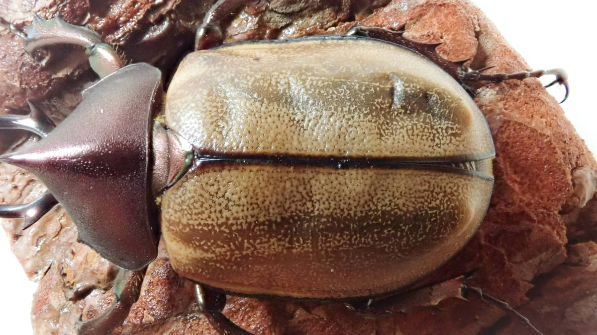 Agaocephala margaridae マルガリータヒナカブト ♂45mm単品II(外国産)｜売買されたオークション情報、yahooの ...