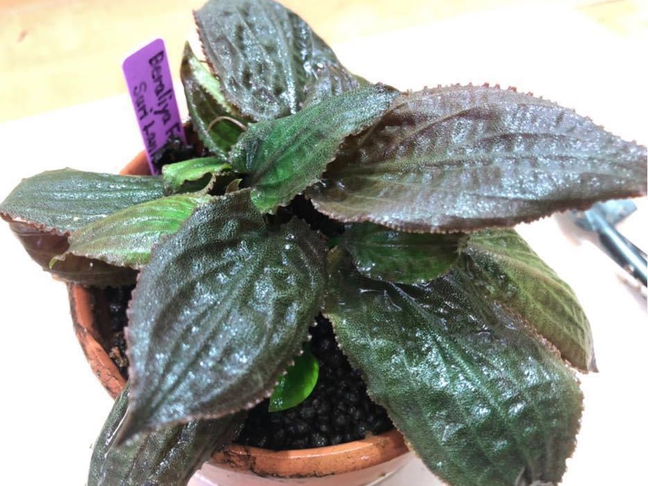 レアCryptocoryne thwaitesii Beraliya forest ②(クリプトコリネ)｜売買されたオークション情報 ...