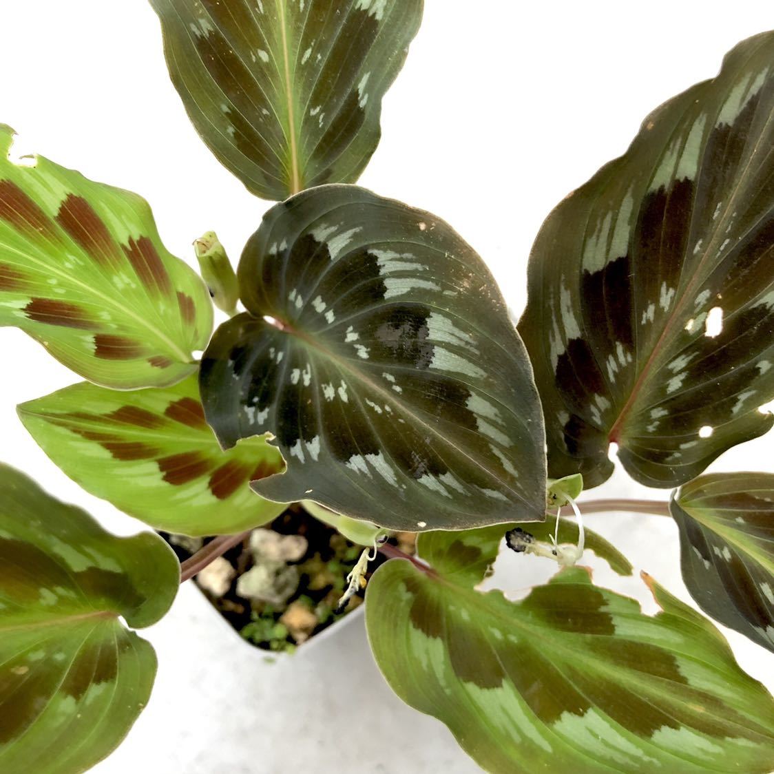 TK便 ショウガ科 Kaempferia sp. Sai Yok TK080916-2 ケンフェリア(野草、植物)｜売買されたオークション情報、yahooの商品情報をアーカイブ公開 ...