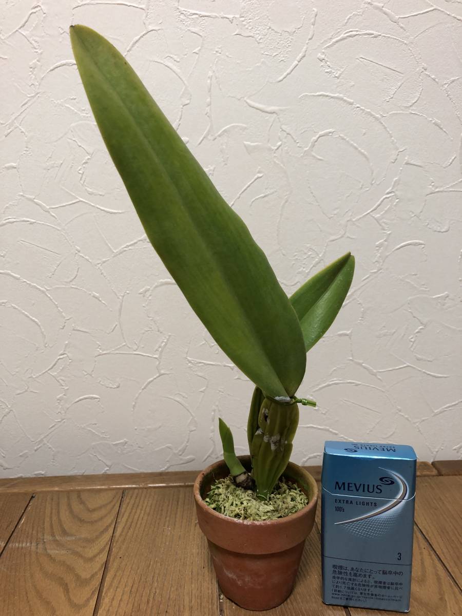 洋蘭原種カトレア C schroederae 'Margareth Galera'(ラン)｜売買されたオークション情報、yahooの商品情報をアーカイブ公開 - オークファン（aucfan.com）