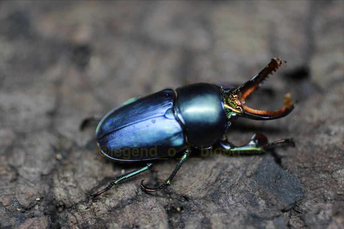 LOB ブルー系パプアキンイロクワガタ パプキン ペア オス SS メスSS NO3(外国産)｜売買されたオークション情報、yahooの商品情報をアーカイブ公開 - オークファン（aucfan ...