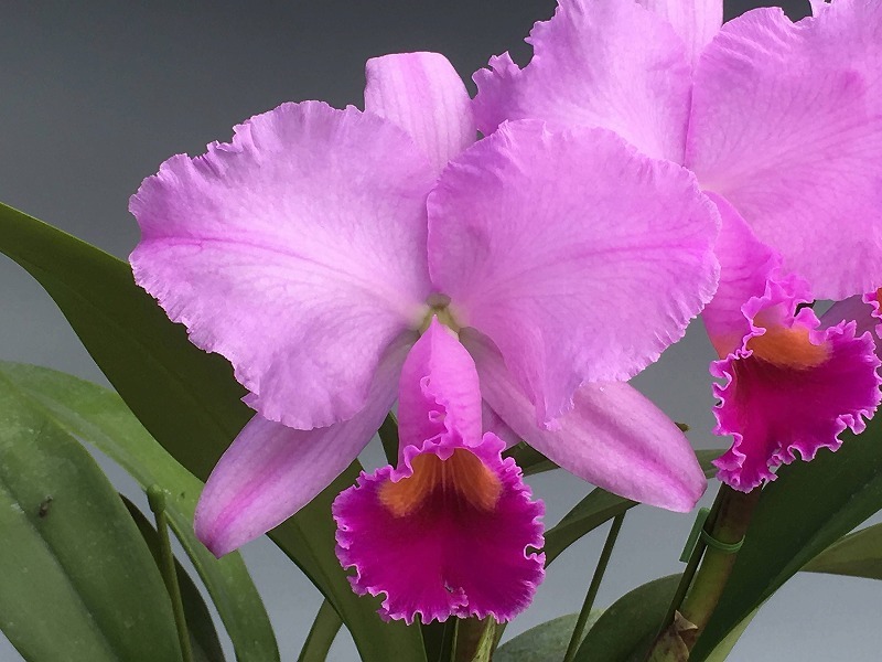 洋蘭 原種 カトレア trianae escura flamea 'Jorgiana Sangalli' OG(ラン)｜売買されたオークション ...