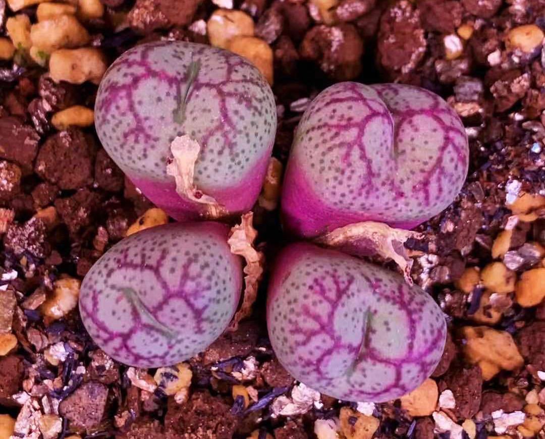 ラスト 種子11粒 conophytum ficiforme cc s.n flavum CR1122 Worcester 白花 コノフィツム ...