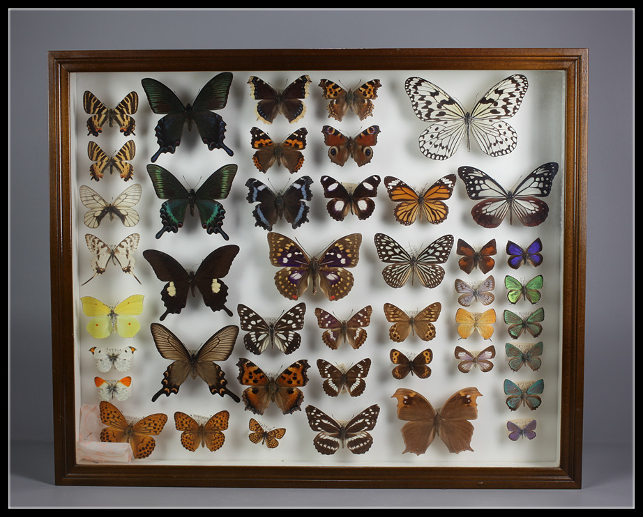 B0883 本物 蝶々 標本 剥製 打ち付け 額入り標本 装飾品 種 ^－^ zn(科学、自然)｜売買されたオークション情報、yahooの商品情報をアーカイブ公開 - オークファン ...