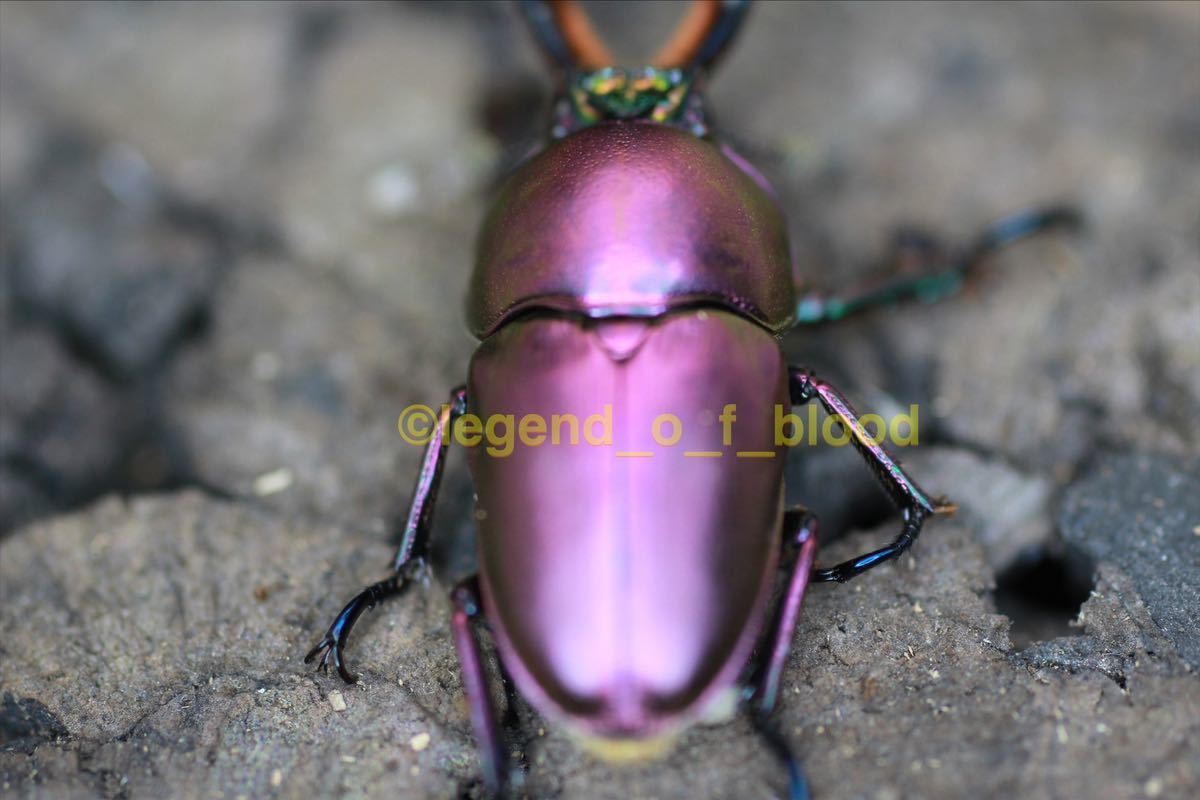 LOB パープルが綺麗なワメナ パプアキンイロクワガタ パプキン ペア NO3(外国産)｜売買されたオークション情報、yahooの商品情報をアーカイブ公開 - オークファン（aucfan.com）