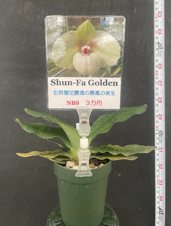 北軽ガーデン パフィオ Paph.Shun-Fa Golden 品種 最新交配 ハンギアナム系(ラン)｜売買されたオークション情報、yahoo ...