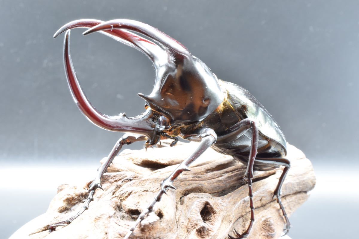 INSECT JAWS 超巨大モーレンカンプオオカブト ペア 訳あり(外国産)｜売買されたオークション情報、yahooの商品情報をアーカイブ公開 - オークファン（aucfan.com）