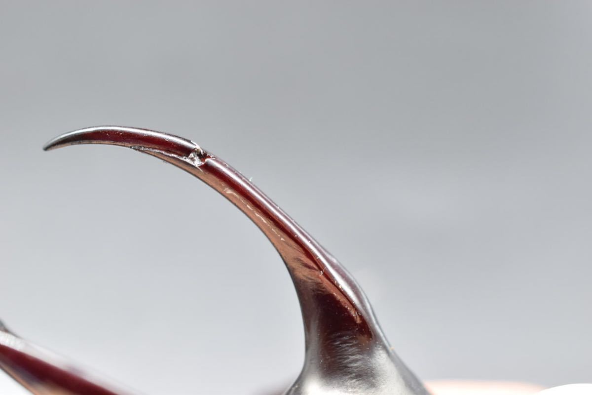 INSECT JAWS 超巨大モーレンカンプオオカブト ペア 訳あり(外国産)｜売買されたオークション情報、yahooの商品情報をアーカイブ公開 - オークファン（aucfan.com）