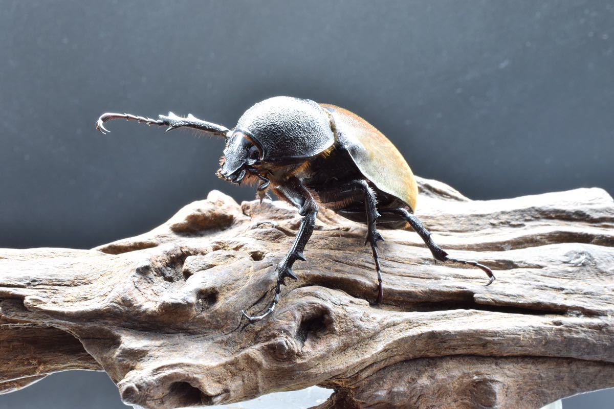 INSECT JAWS 超巨大モーレンカンプオオカブト ペア 訳あり(外国産)｜売買されたオークション情報、yahooの商品情報をアーカイブ公開 - オークファン（aucfan.com）