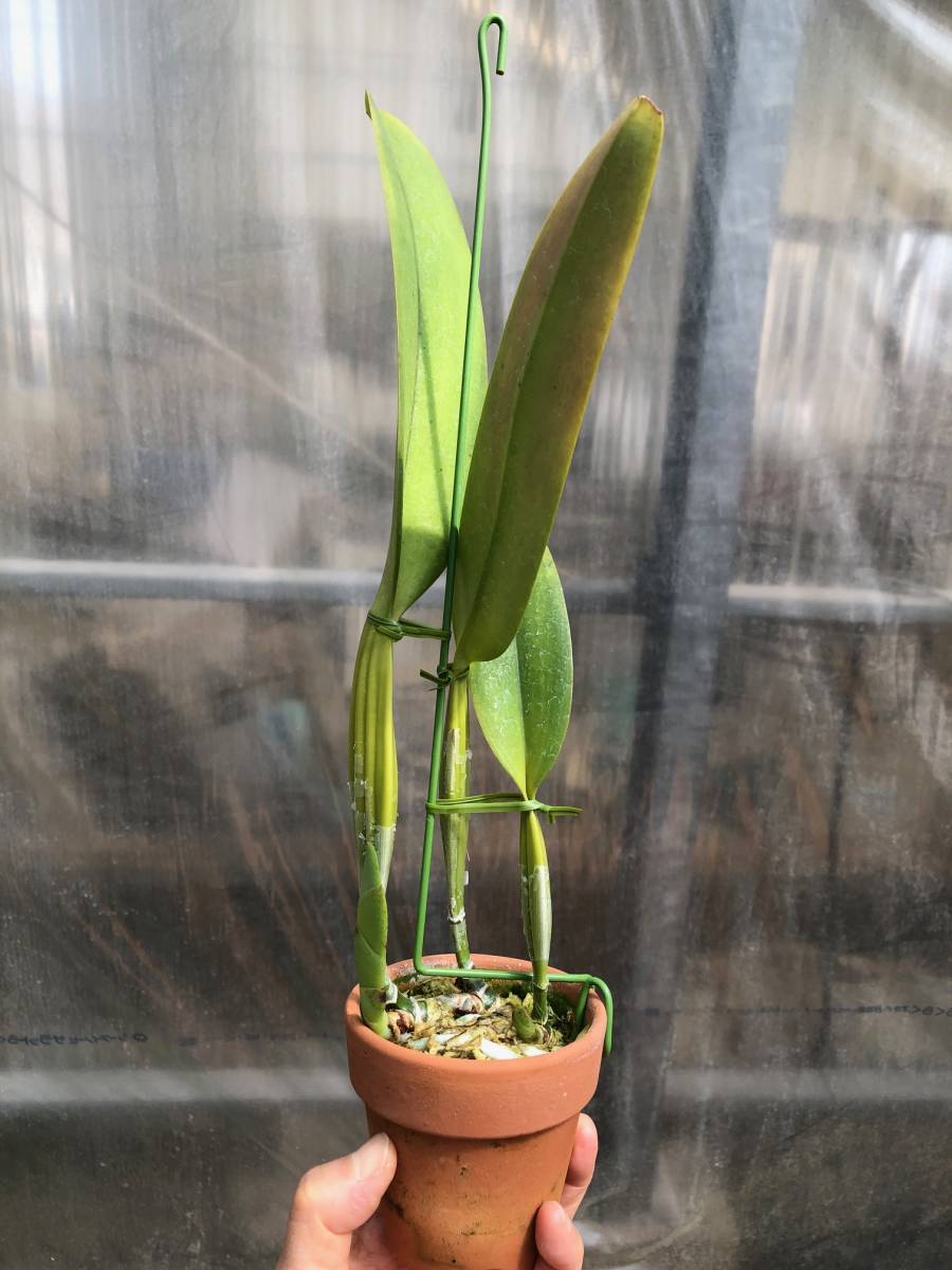 洋蘭原種 カトレア C trianae f.coerulea 'Edilma' OG(ラン)｜売買されたオークション情報、yahooの商品情報 ...