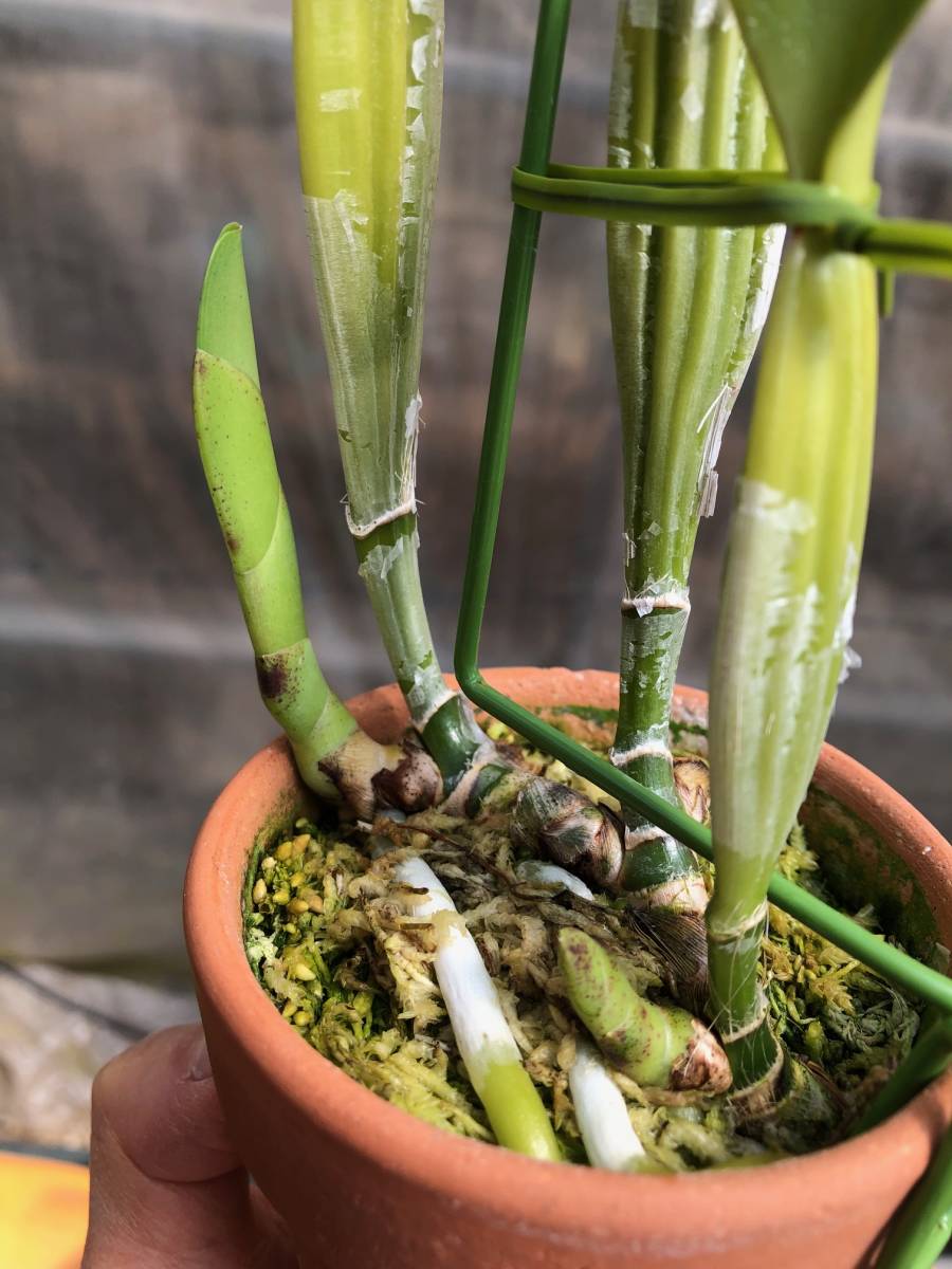 洋蘭原種 カトレア C trianae f.coerulea 'Edilma' OG(ラン)｜売買されたオークション情報、yahooの商品情報 ...