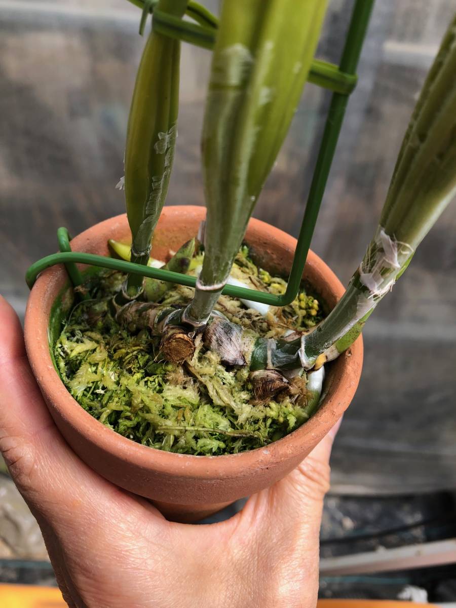 洋蘭原種 カトレア C trianae f.coerulea 'Edilma' OG(ラン)｜売買されたオークション情報、yahooの商品情報 ...