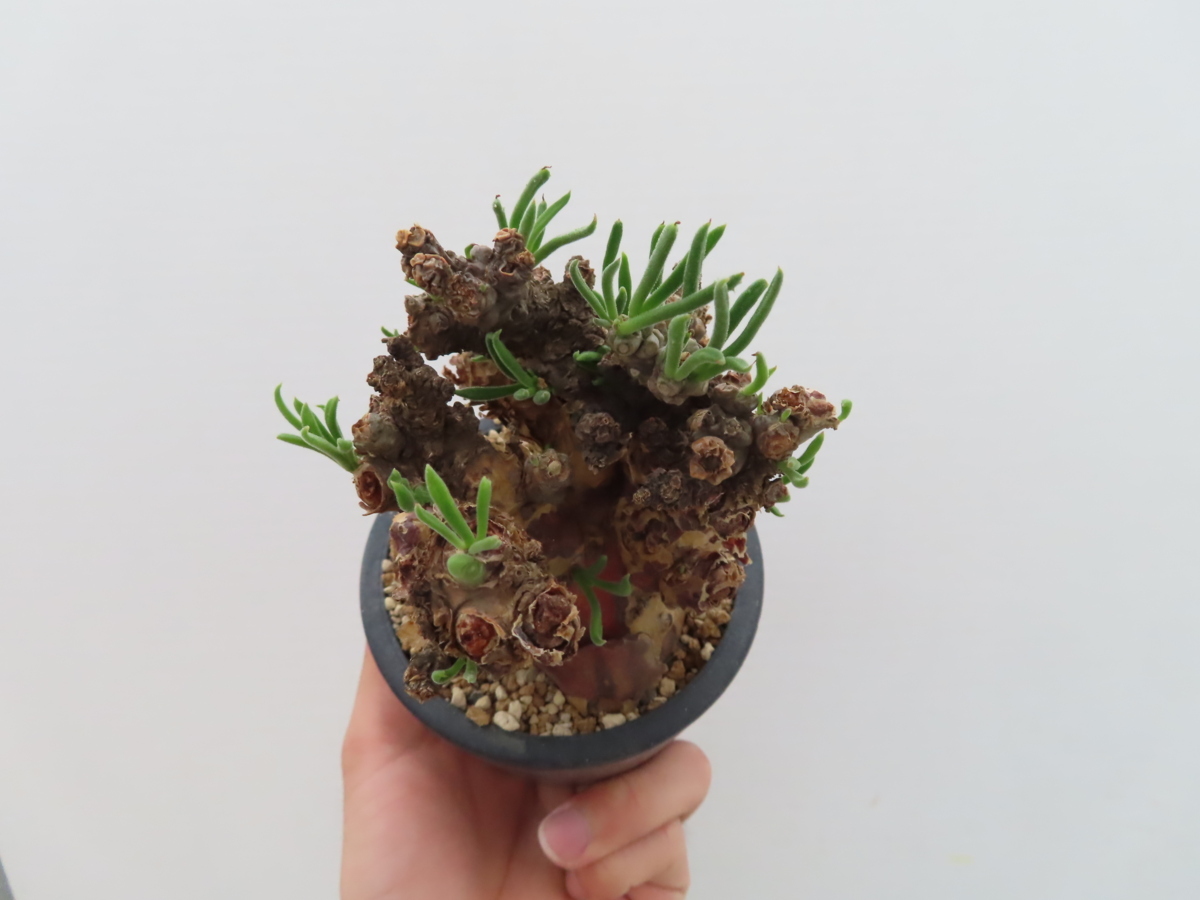 へ189 現地株 チレコドン マレイ 小 植え 未発根 Tylecodon mallei 塊根植物(観葉植物)｜売買されたオークション情報 ...