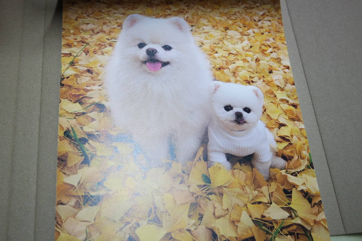 A386 国内発送 即納 ルディ ポンキ ルポン家 ポメラニアン 2022年 壁掛けカレンダー 最新 youtube PONGKI RUDY ...