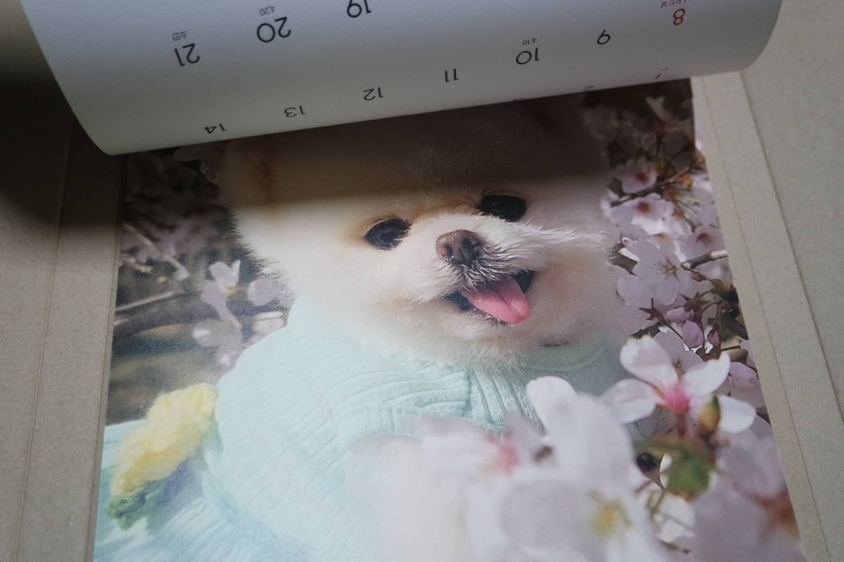 A386 国内発送 即納 ルディ ポンキ ルポン家 ポメラニアン 2022年 壁掛けカレンダー 最新 youtube PONGKI RUDY ...