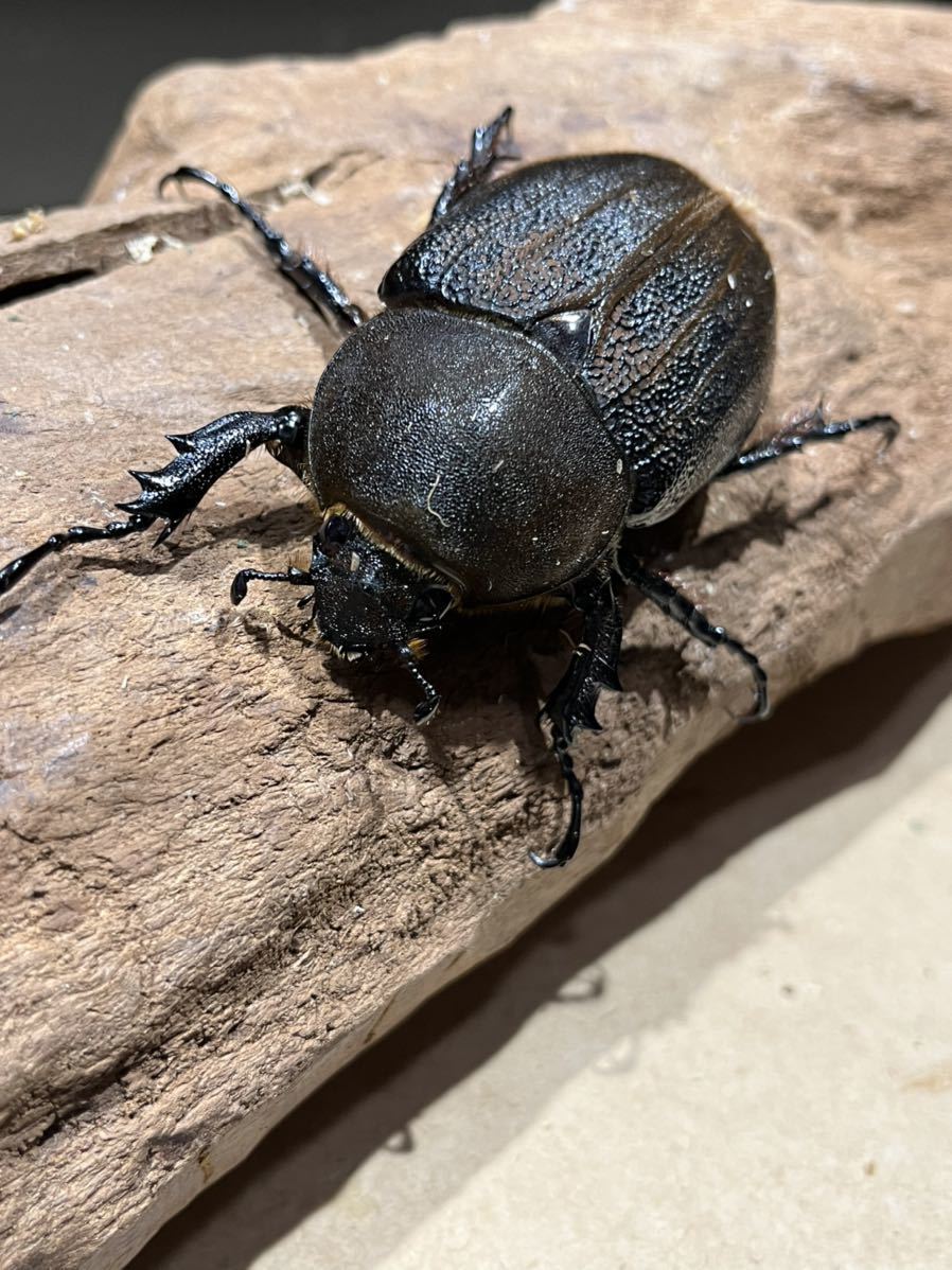 As. DHヘラクレス メス単品 71.2mm No120-U71U6I×No120.T-117(外国産)｜売買されたオークション情報、yahooの商品情報をアーカイブ公開 - オークファン ...