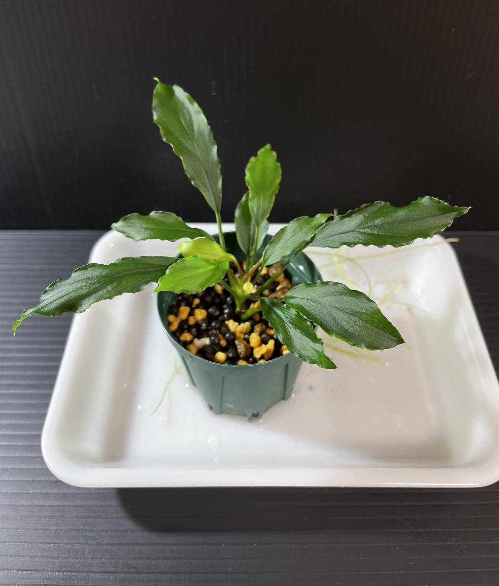 Furtadoa フルタドア sp.Siberut LA便(水草)｜売買されたオークション情報、yahooの商品情報をアーカイブ公開 ...