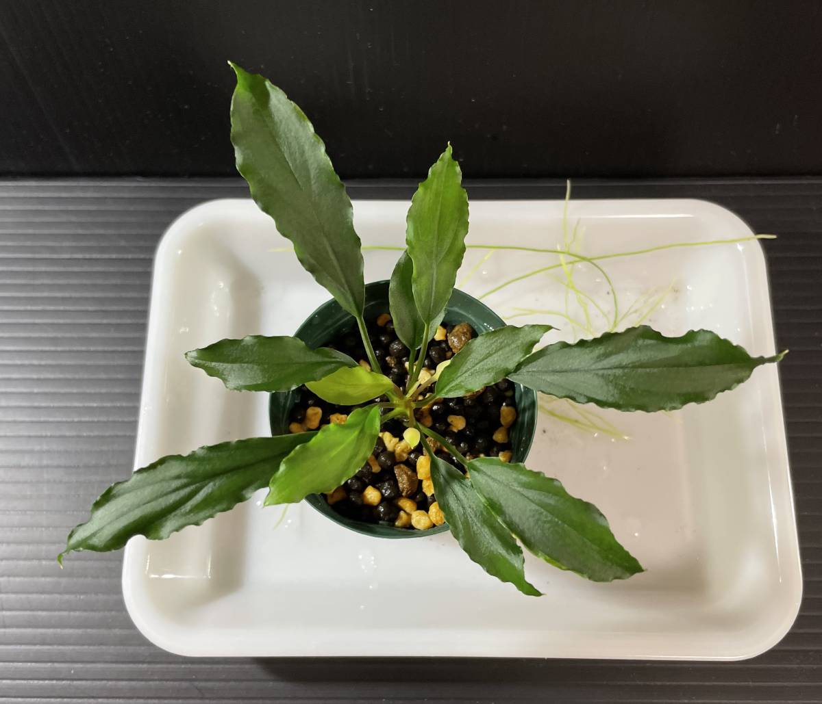 Furtadoa フルタドア sp.Siberut LA便(水草)｜売買されたオークション情報、yahooの商品情報をアーカイブ公開 ...