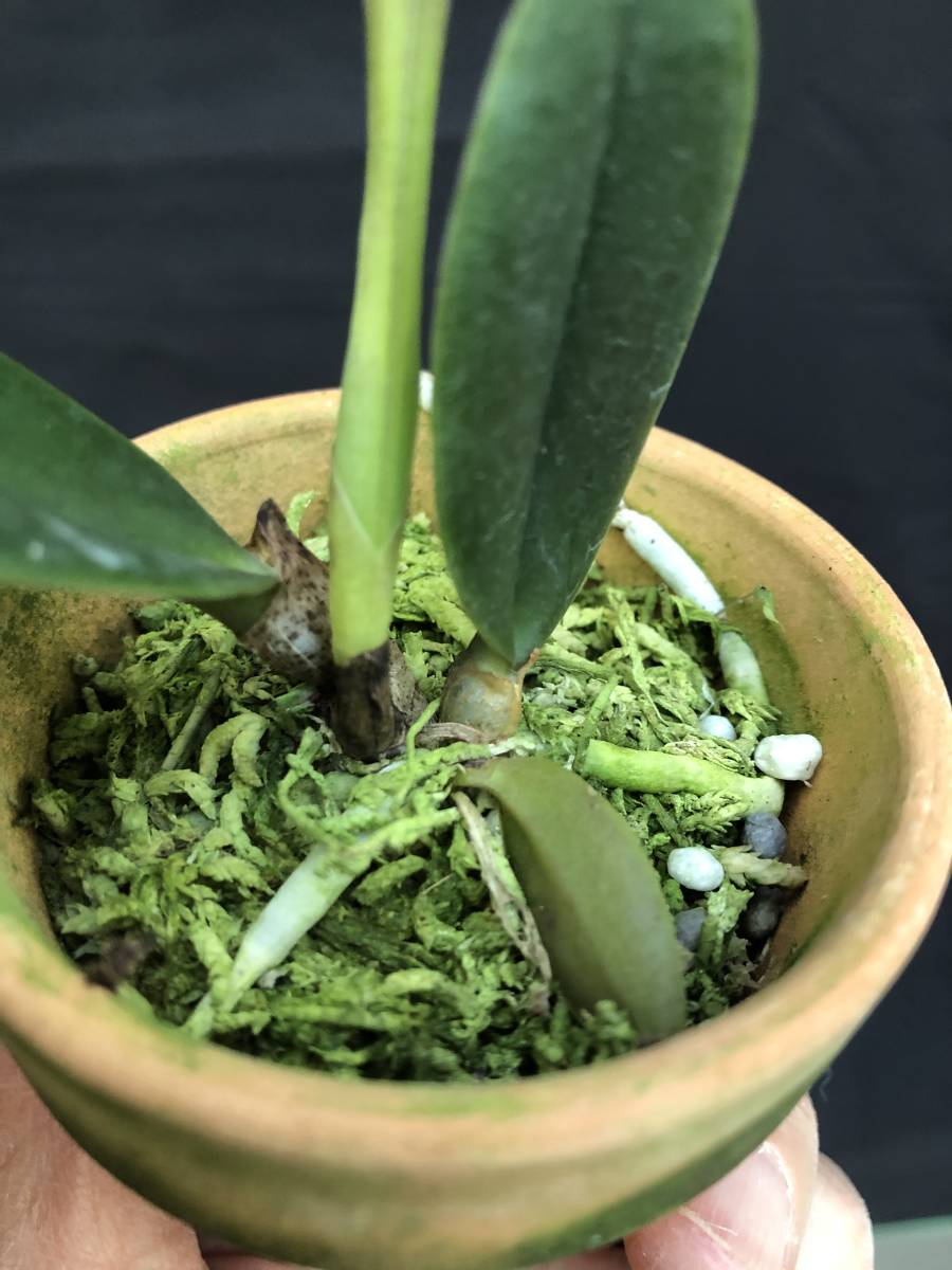 洋蘭原種 カトレア C schroederae x sib oscura 'Sakura Jewel' x rubra 'Ashura'(ラン ...