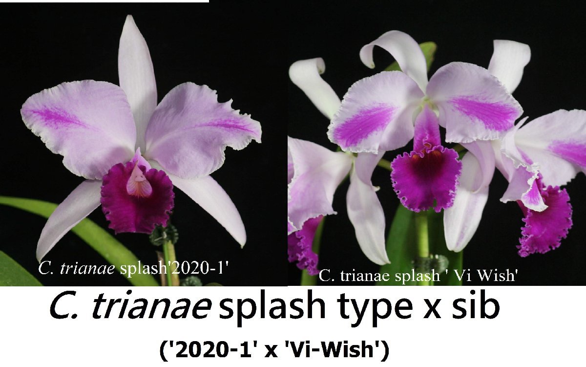 洋蘭 原種 カトレア TA9827 C2252 C. trianae splash x sib '2020-1' x 'Vi-wish'(ラン ...