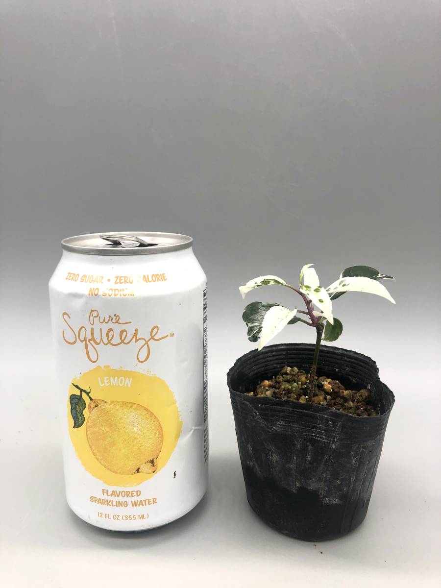 0723-27 クロガネモチ ‘紀州の輝‘ レアプランツ/珍しい植物/山野草/古典園芸/盆栽/庭木/斑入り/(花)｜売買されたオークション情報、yahooの商品情報をアーカイブ公開 ...