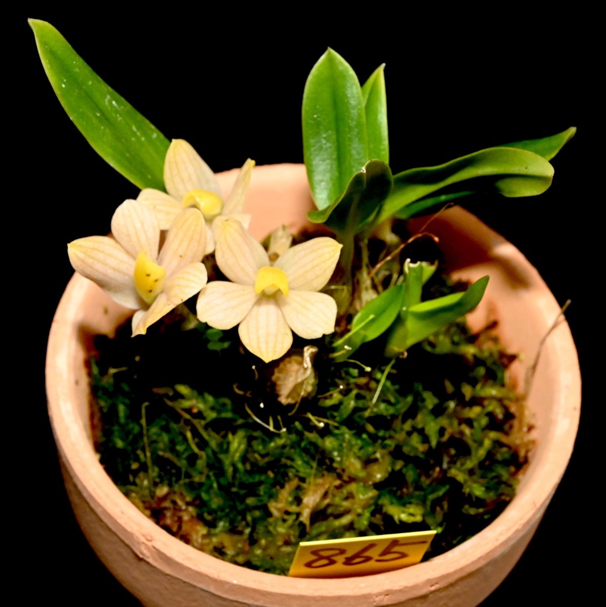 洋蘭原種 865 最近あまり見かけなくなりました Den. laevifolium fma. aureum デンドロビューム ラエビフォリュー ...