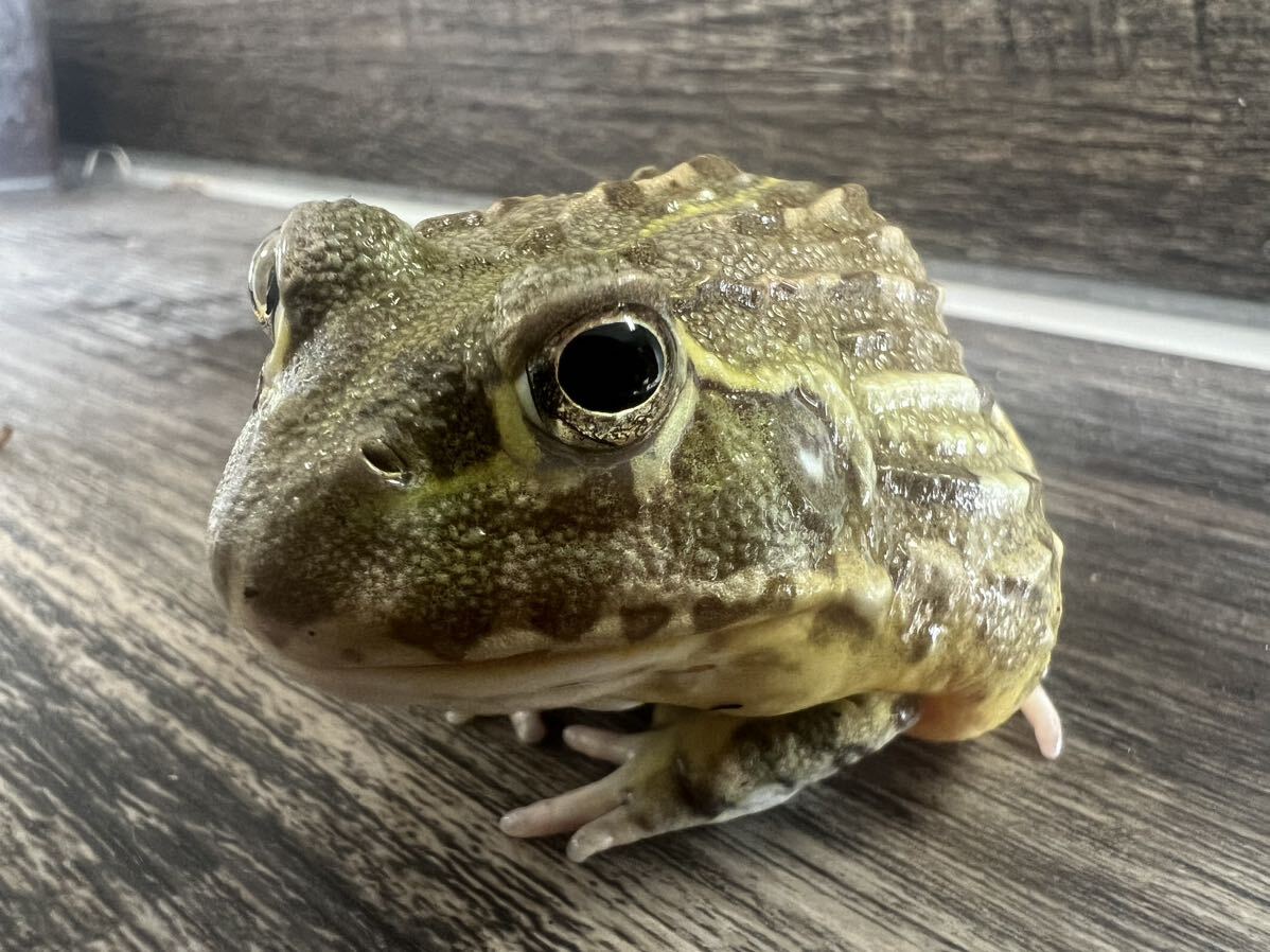 アフリカウシガエル 約7cm(カエル)｜売買されたオークション情報、yahooの商品情報をアーカイブ公開 - オークファン（aucfan.com）