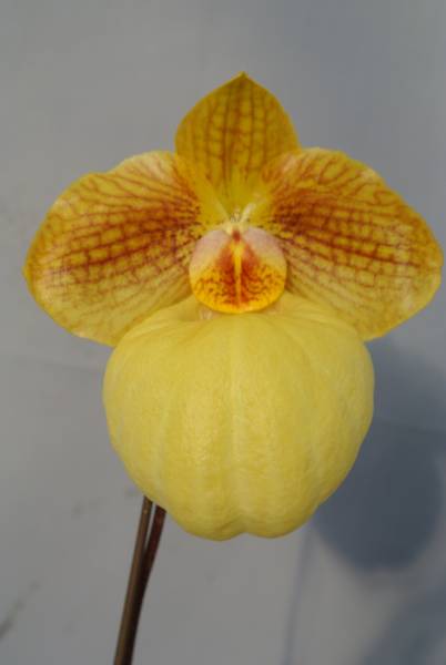 セレクトパフィオ Paph.Fumi's Delight micranthum`Super Cool No.2'×armeniacum ...