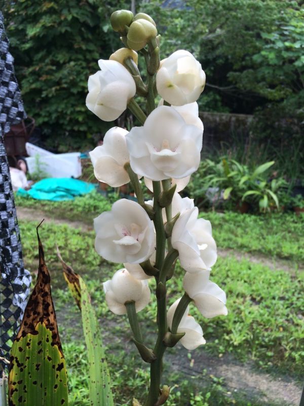 洋蘭 Peristeria. elata(ラン)｜売買されたオークション情報、yahooの商品情報をアーカイブ公開 - オークファン ...