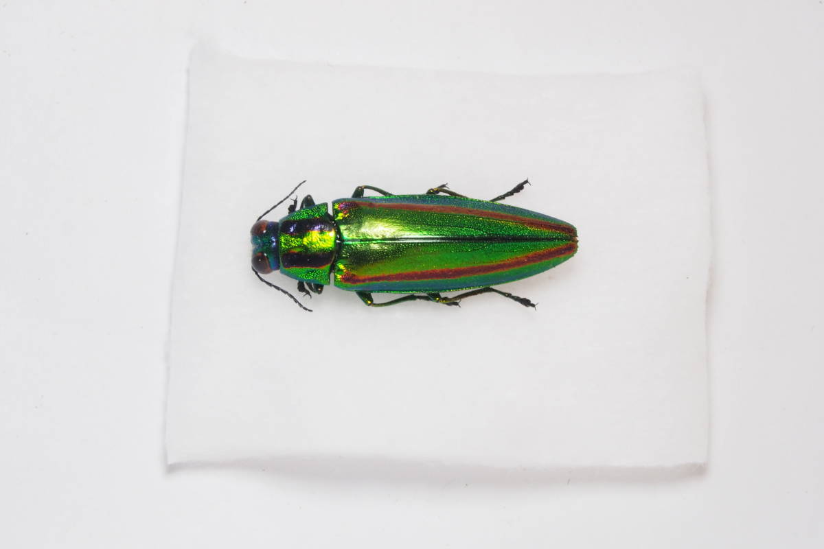 標本 ヤマトタマムシ ♂31mm 千葉県富津 2018年7月 －118(その他)｜売買されたオークション情報、yahooの商品情報をアーカイブ公開 - オークファン（aucfan.com）