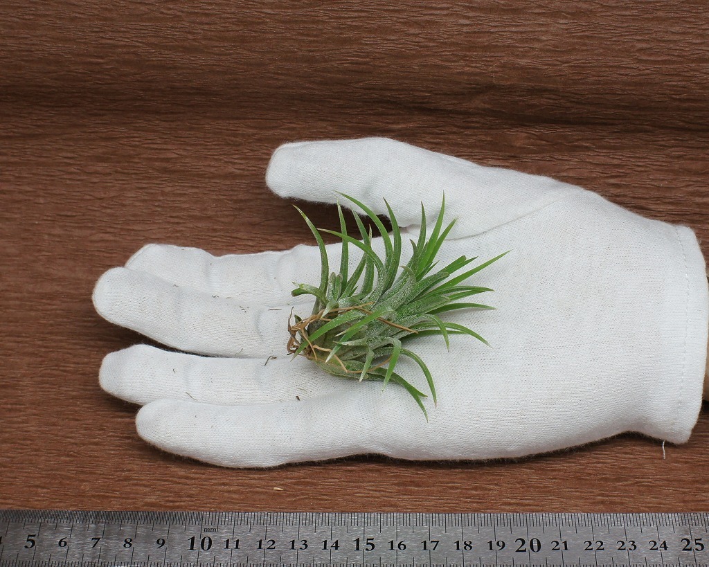 Tillandsia ionantha 'Grace' チランジア イオナンタ グレース エアープランツTI 第四種 1円スタート(アナナス ...