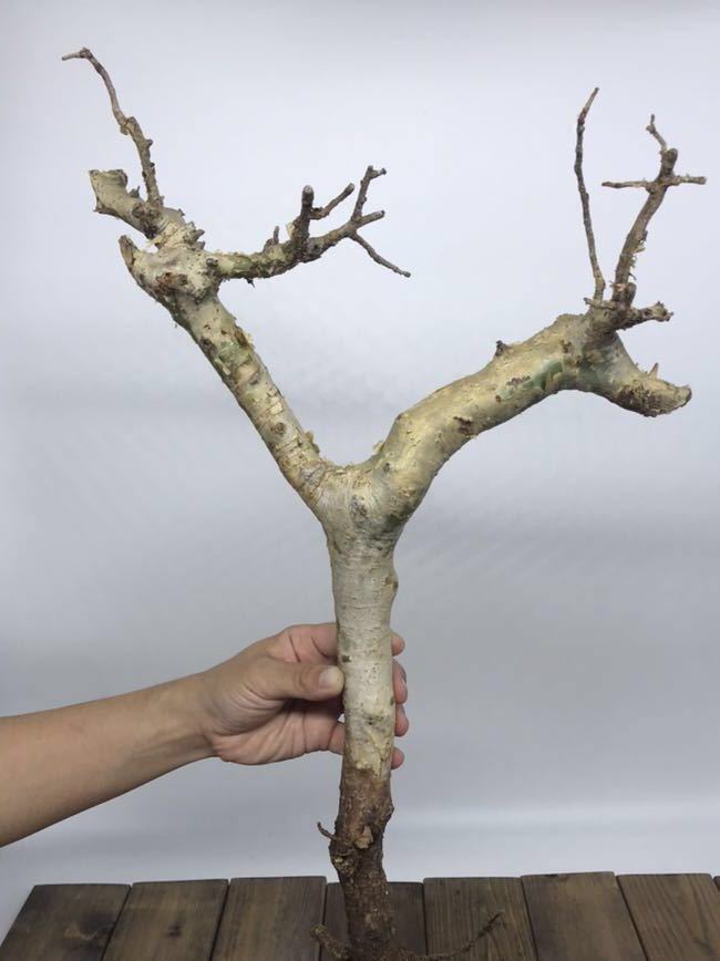 Commiphora unilobata pv2516コミフォラ ウニロバータ 検/ パキプス グラキリス 塊根植物 caudex(その他 ...