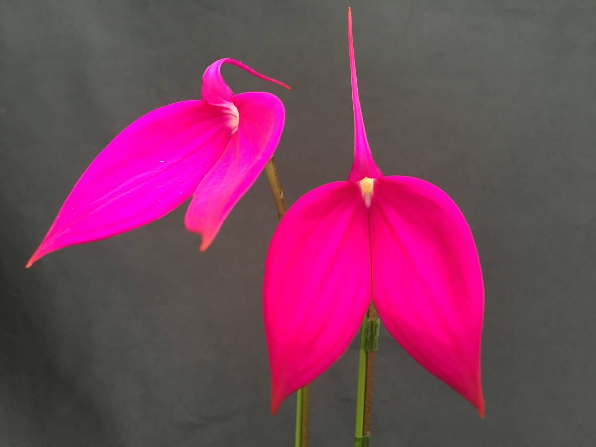 洋蘭 原種 マスデバリア属 Masd. coccinea 'Purple Banner' 輝紫色超極美花 J＆L個体分株 花ツボミ6本付き 極 ...