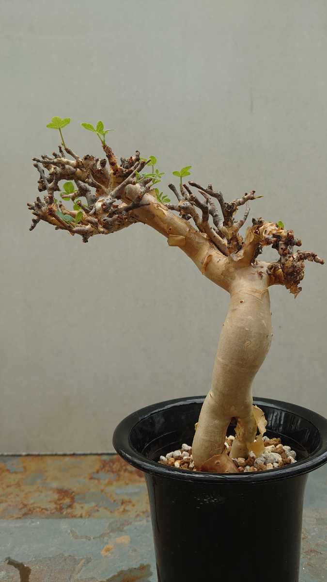 発根済 ③Commiphora_stocksiana/コミフォラ ストックシアナ(サボテン)｜売買されたオークション情報、yahooの商品情報をアーカイブ公開 - オークファン（aucfan.com）