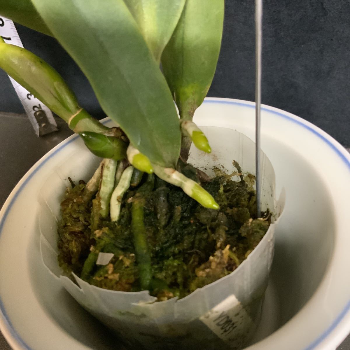 洋蘭 556 Rlc.Hey Song ‘Flame Dance’ リンコレリオカトレア ヘイ ソング‘フレームダンス’ほんと(ラン)｜売買さ ...