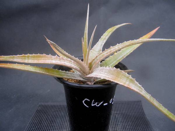 Hechtia sp. Nizanda Oaxaca ブロメリア/ヘクチアCW05(アナナス)｜売買されたオークション情報、yahooの商品 ...
