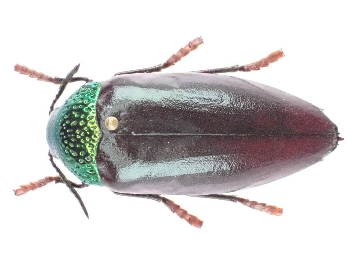 Julodinae-03 現在入手困難 南インド産 チャイロフトタマムシ系Sternocera cf. chrysis 33mm 翅の緑色光沢 ...