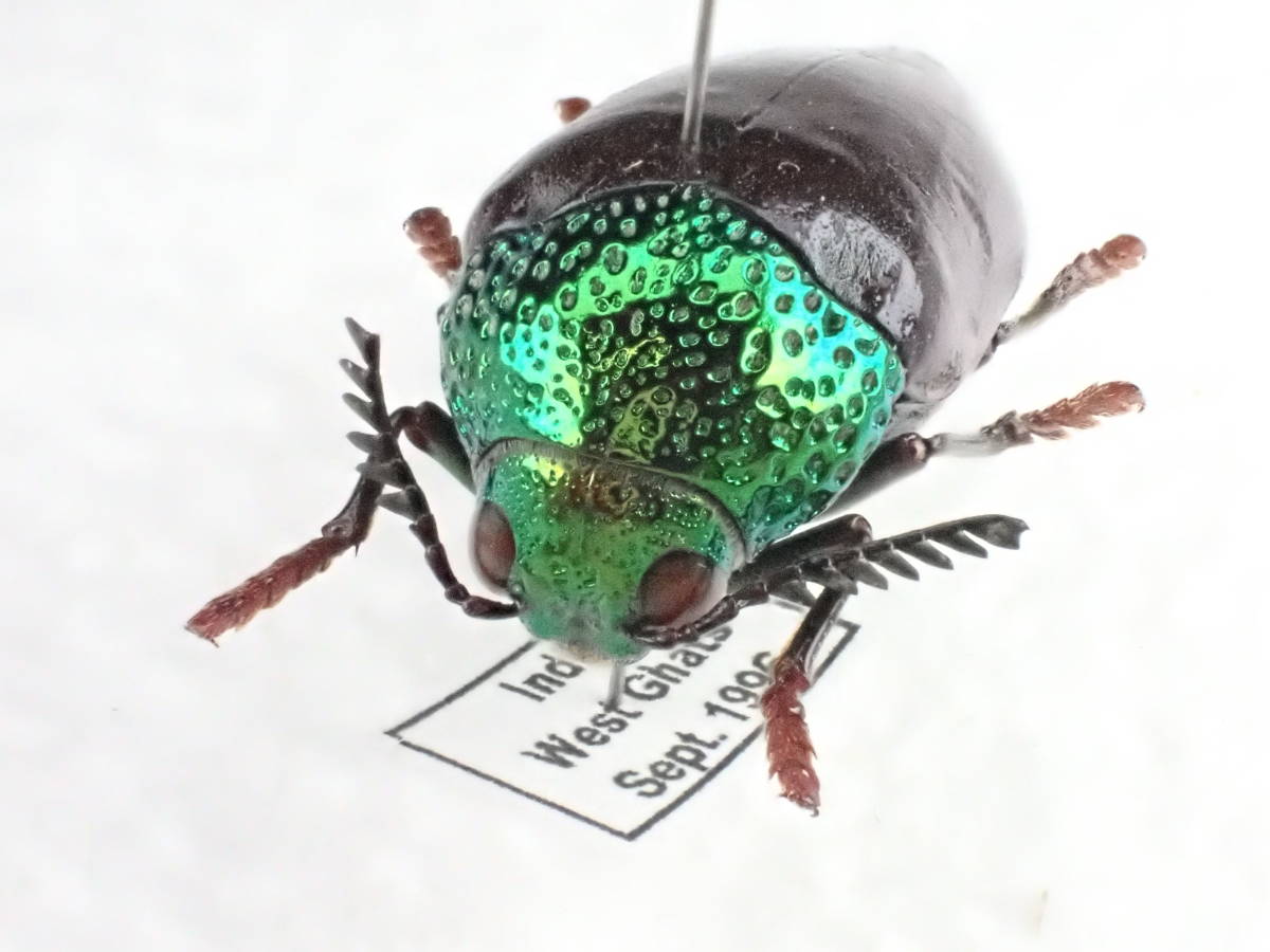 Julodinae-03 現在入手困難 南インド産 チャイロフトタマムシ系Sternocera cf. chrysis 33mm 翅の緑色光沢 ...