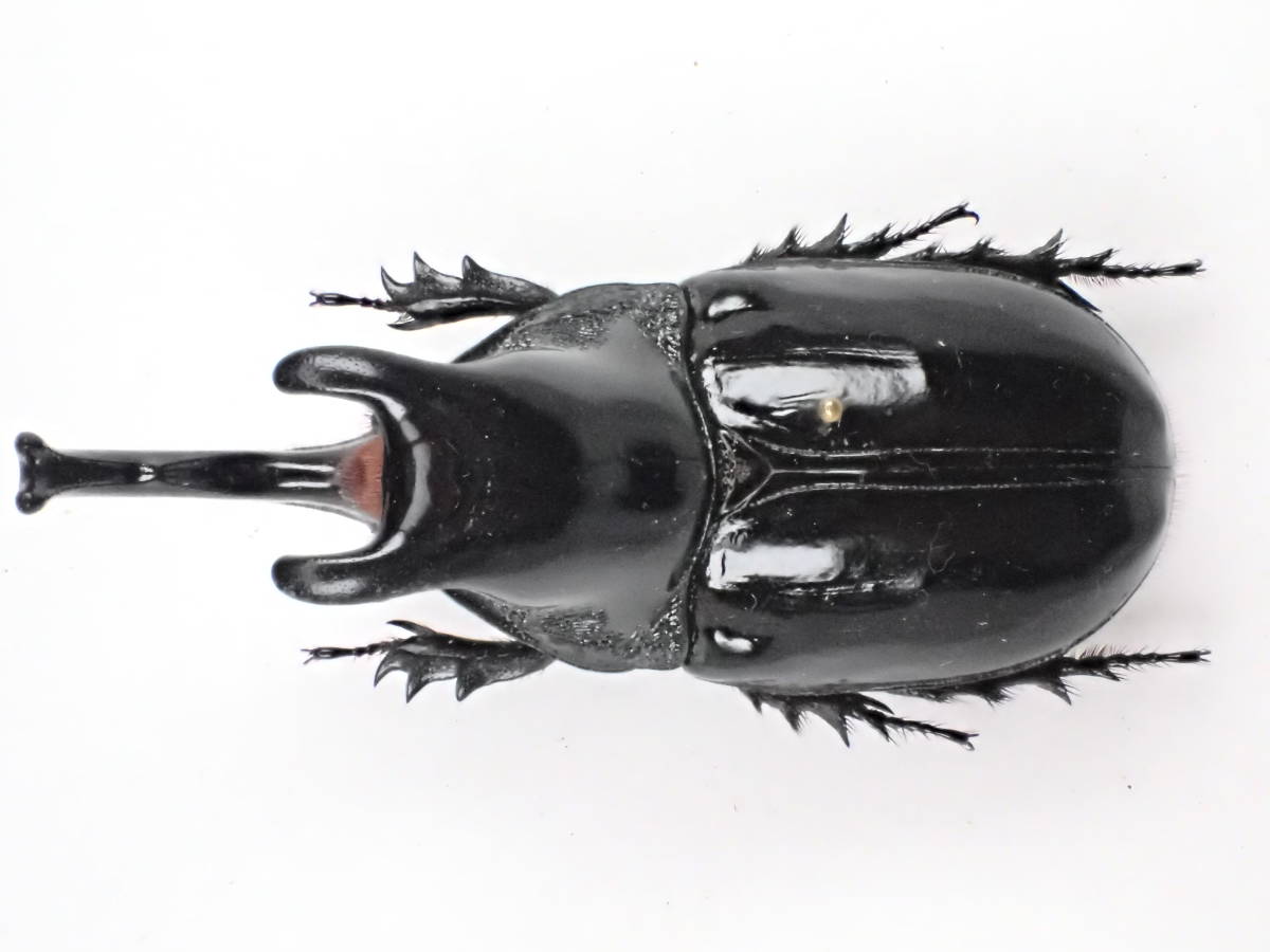 サイカブト06 Ecuador /Megaceras sp. jason 又は近縁種 頭部角 翅 71mm 非常に大きい(その他)｜売買された ...