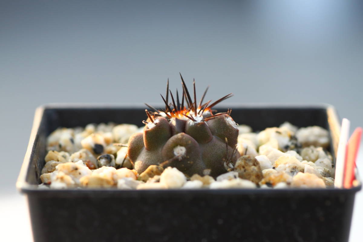 Copiapoa fusca コピアポア フスカ 新種2016記載 実生 FN付き Leafy_works 検索 黒王丸 グリセオビオラセア ...