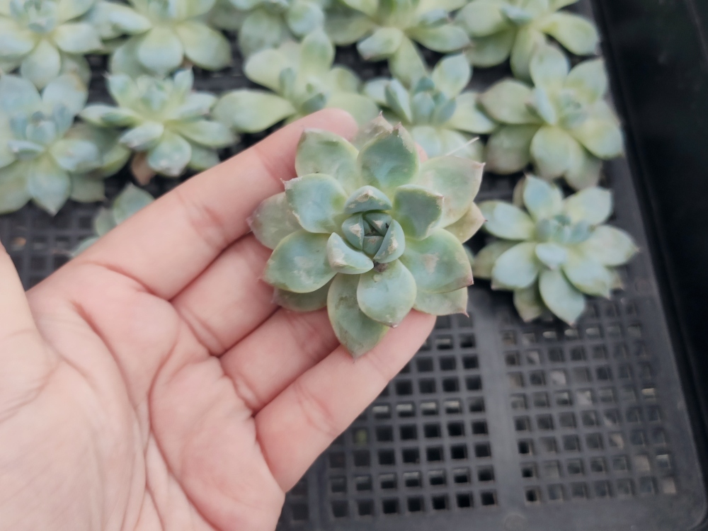 S365アルバビューティー25個 多肉植物 エケベリア 韓国(サボテン)｜売買されたオークション情報、yahooの商品情報をアーカイブ公開 ...