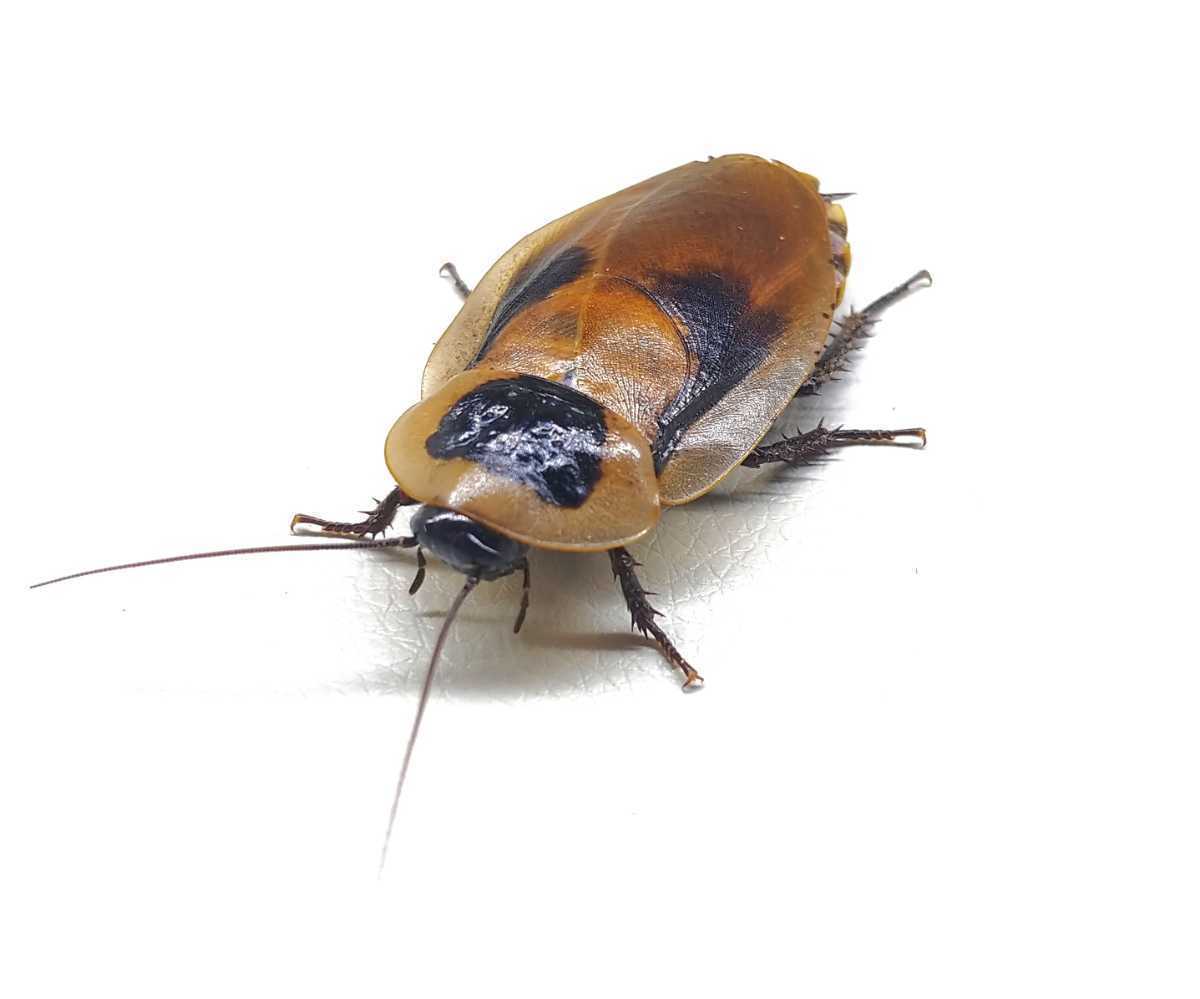 ブラベルス アトロポス 成虫10匹+幼虫10匹 ブリードセット Blaberus atropus 昆虫 ゴキブリ ローチ ペット 餌用 奇虫 ...