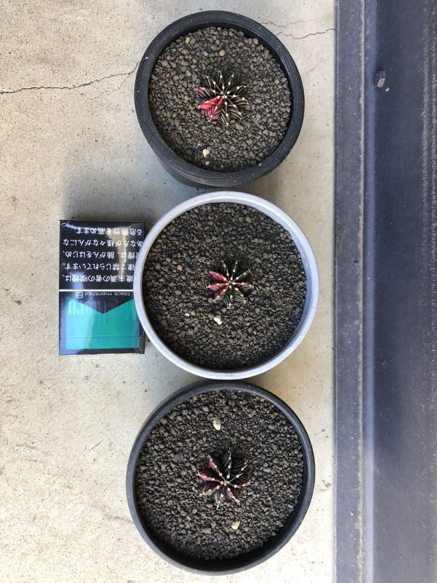 ギムノカリキウム LB2178(サボテン)｜売買されたオークション情報、yahooの商品情報をアーカイブ公開 - オークファン（aucfan.com）