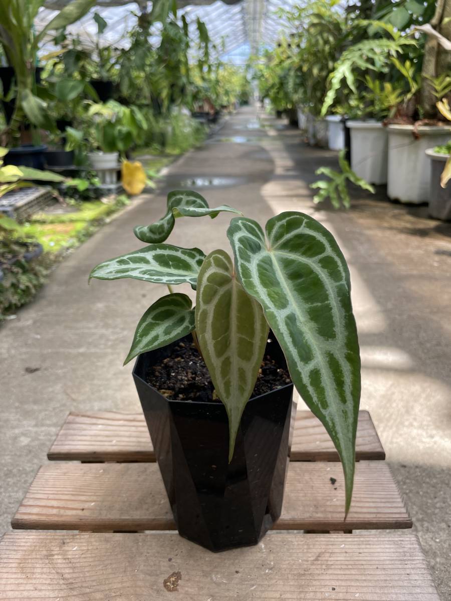 アンスリウム クリスタリナム セルビーズシルバー Anthurium Crystallinum ' Selby's-Silver '(観葉植物 ...