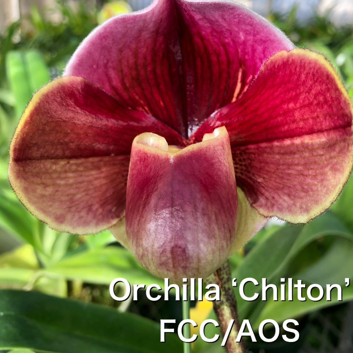 洋蘭 パフィオ Paph Paphiopedilum Orchilla ‘Chilton’ FCC/AOS(ラン)｜売買されたオークション情報 ...